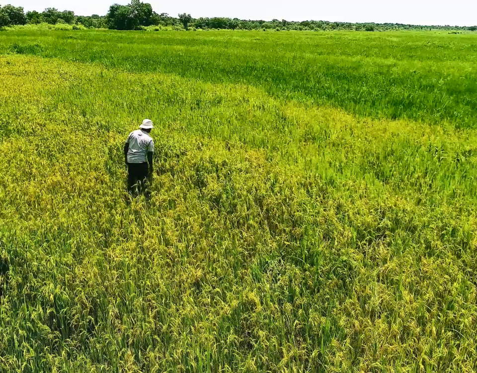 Abanga Farms promotes rice farming in Northern Ghana – Abanga Farms